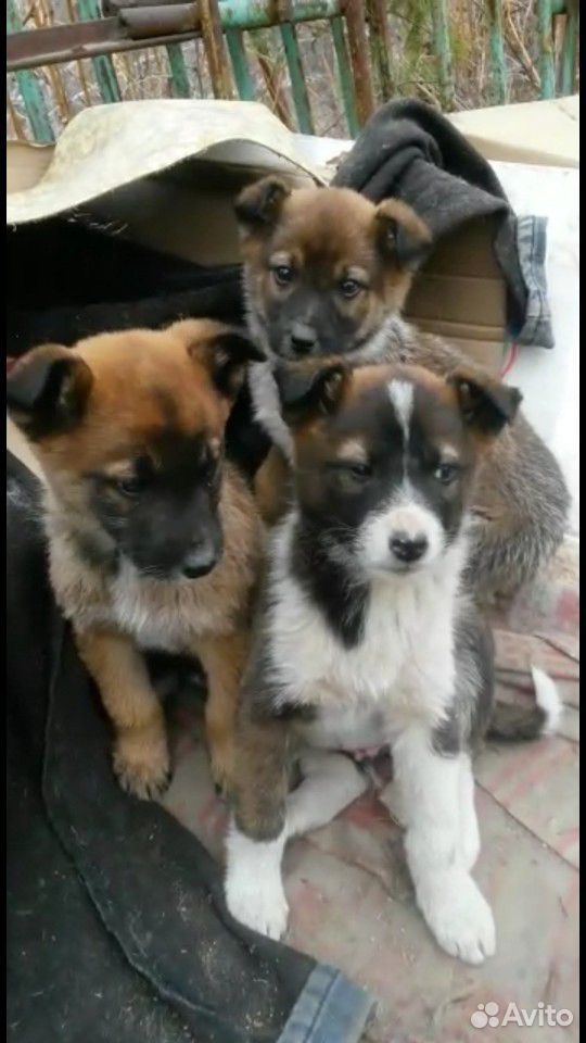 Щенки красивые 2,5 месяца