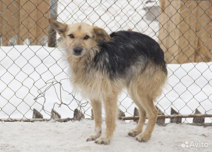 Собачки ждут именно тебя)