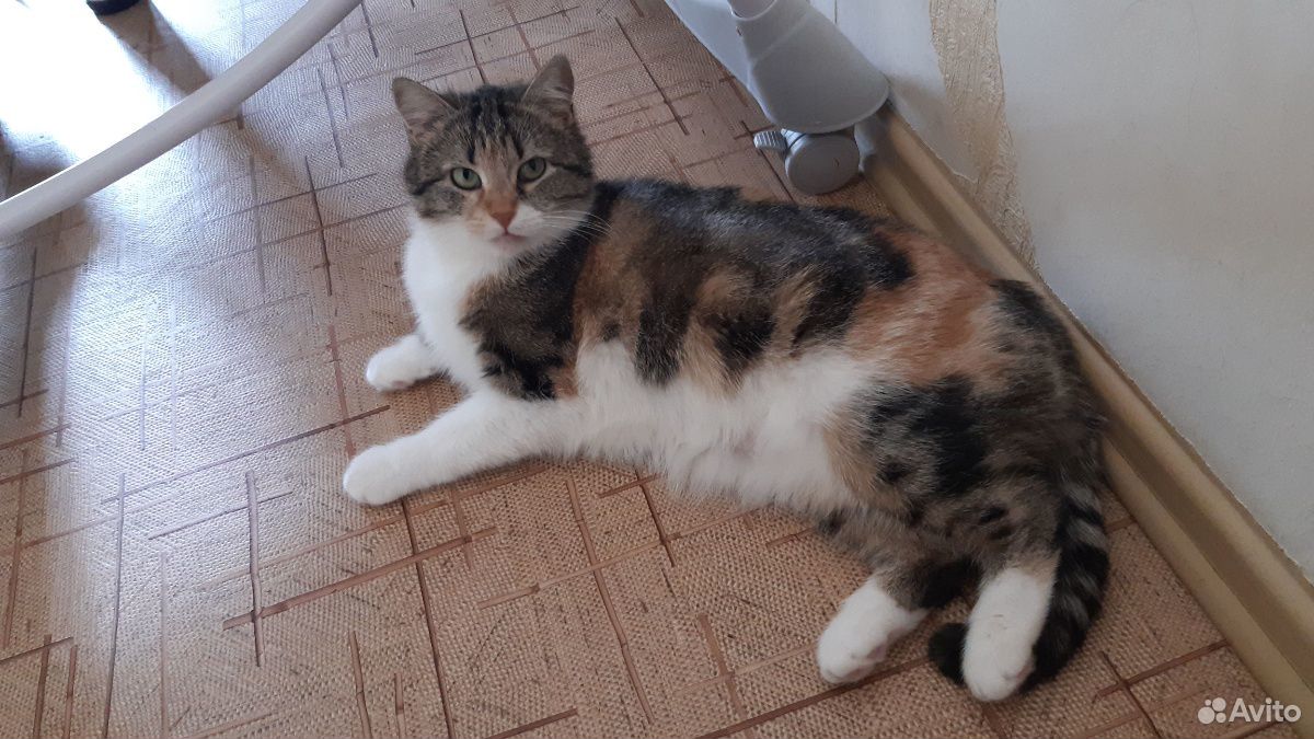 Кошка Марфа