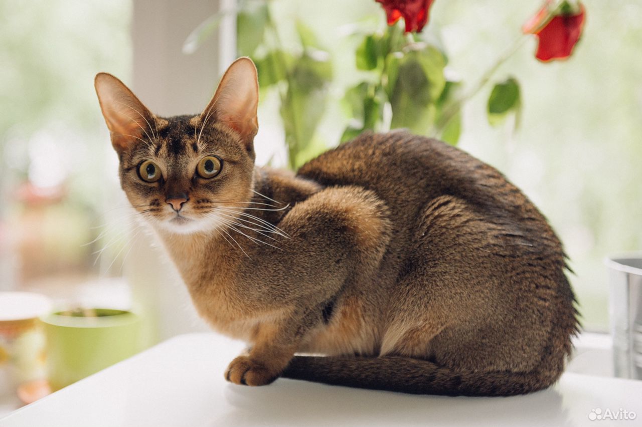 Абиссинка подарит вам крохотное чудо. Вязка