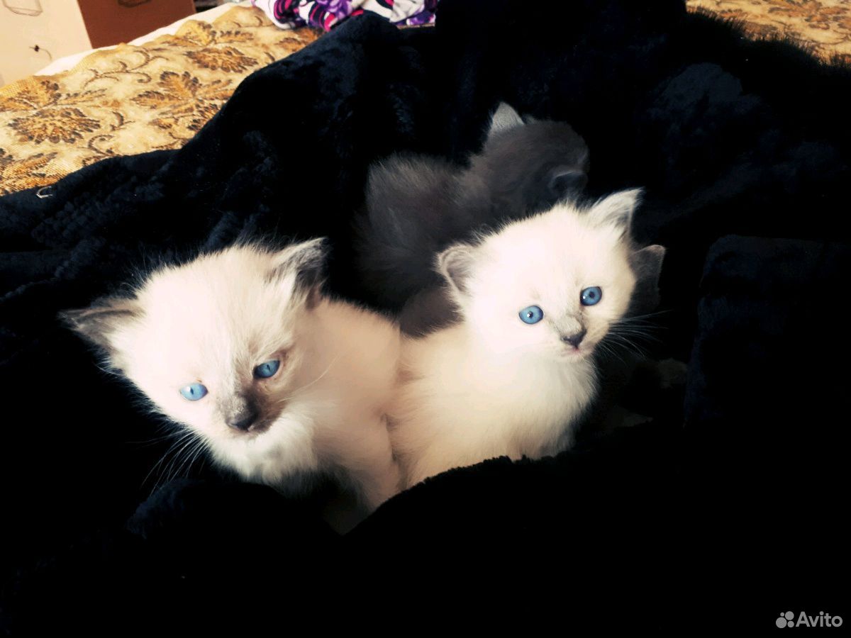 Котята