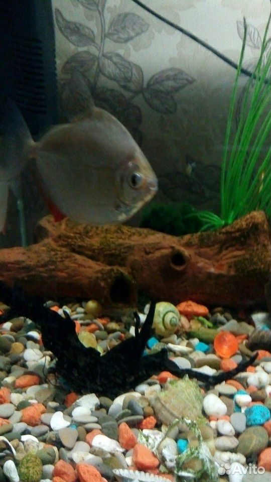 Аквариумная рыбка метинис,пара.Торг уместен