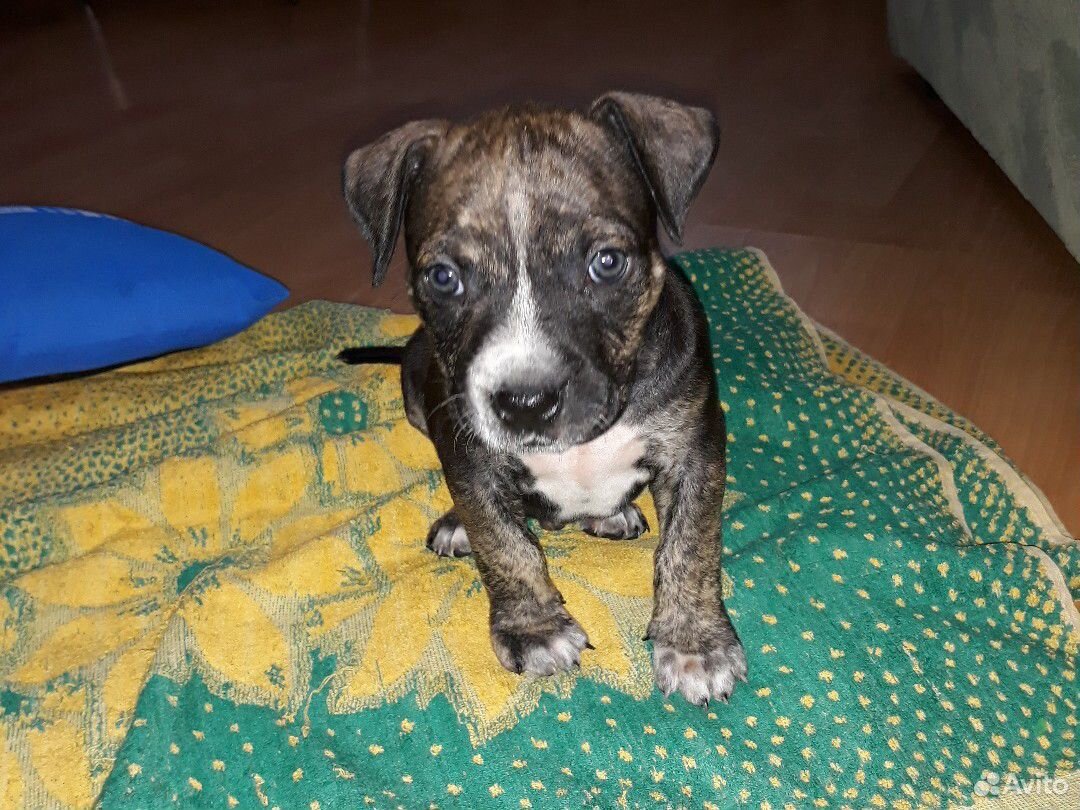 Продам щенка Стаффордшидского бультерьера