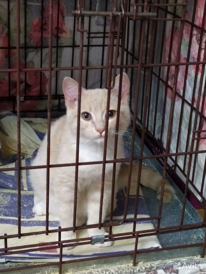 Чудесный котёнок, нежный рыжик