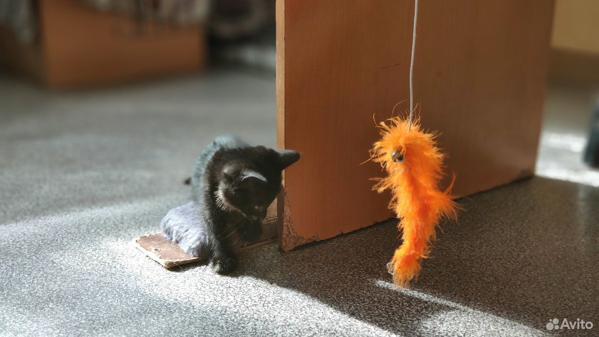 Крохотный чёрный котенок Лялечка в добрые руки