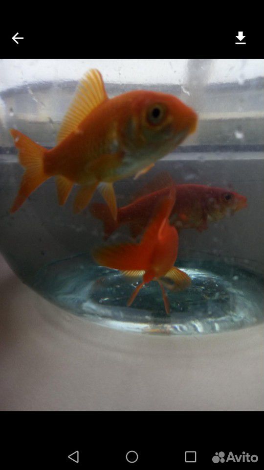 Продам прудовых мальков-комет размером 10-12см