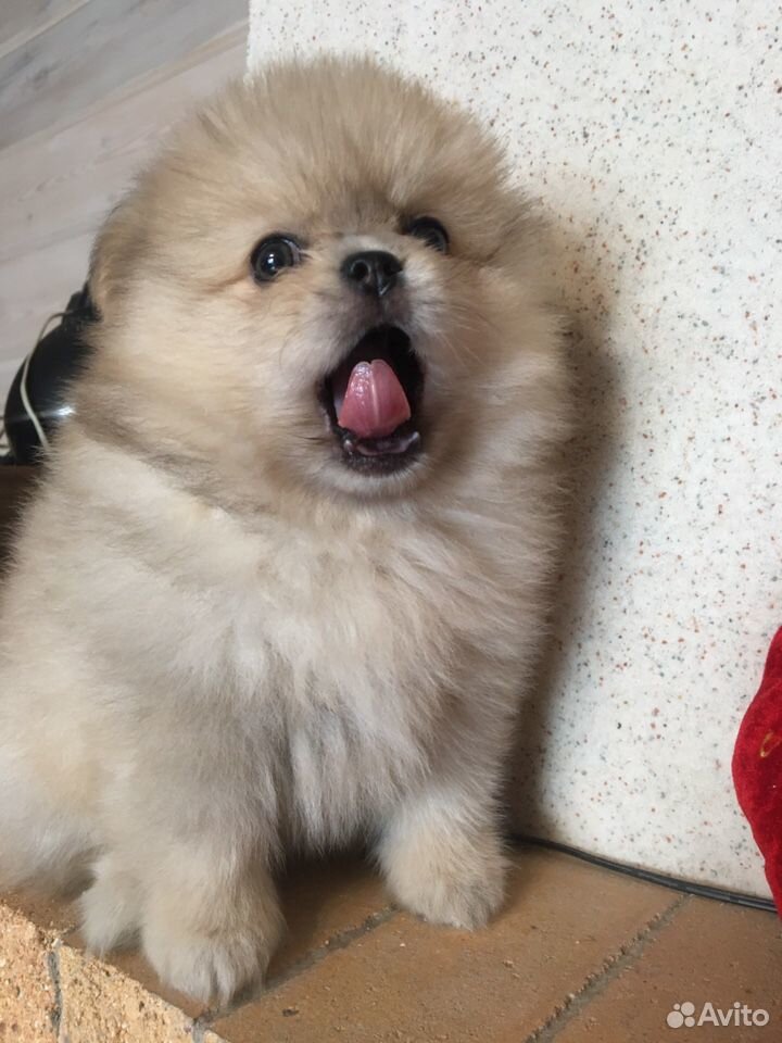 Щенки померанского шпица