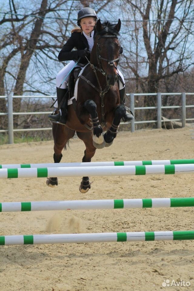 Талантливый молодой мерин