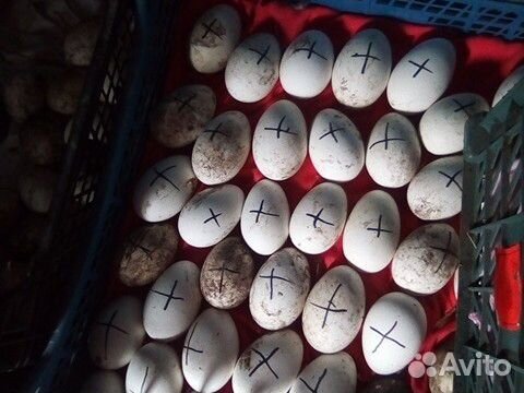 Яйца гусиные инкубаторские