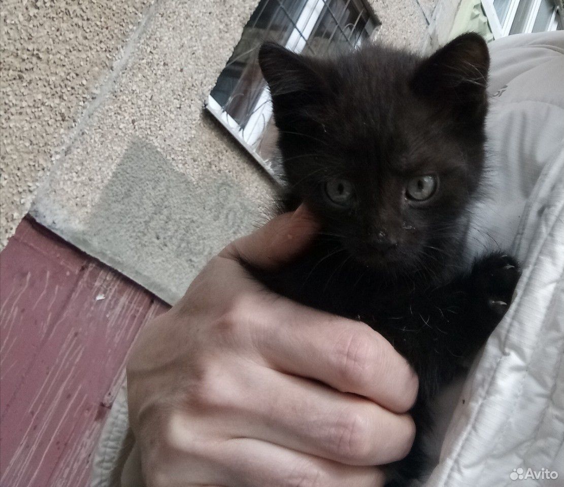Котенок чёрный (мальчик) 1.5мес. в добрые руки