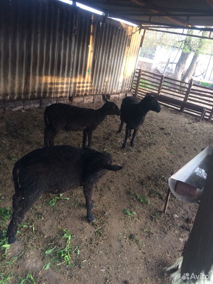 Два племенных барана и три ярки