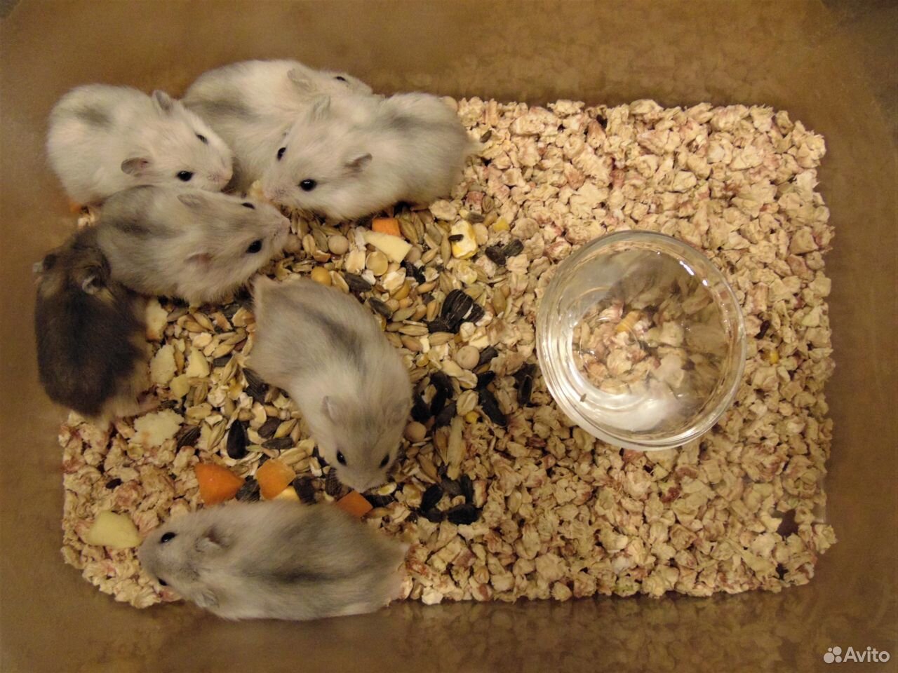 Джунгарские хомяки- светлые (жемчуг), клетки, шары