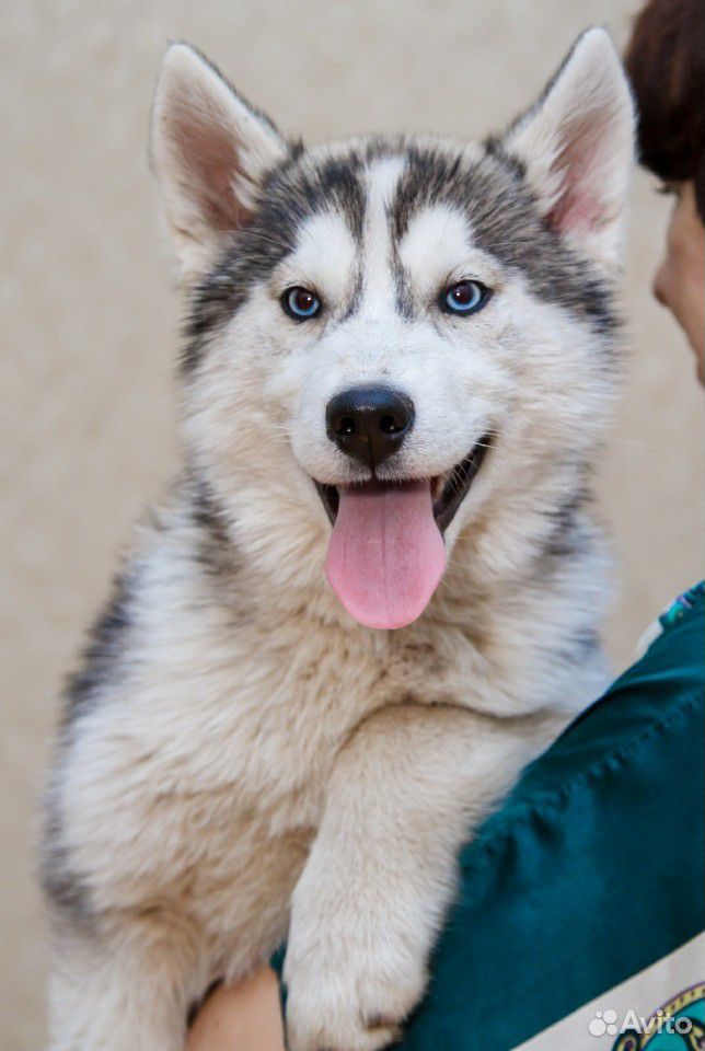 Серебристый волчонок