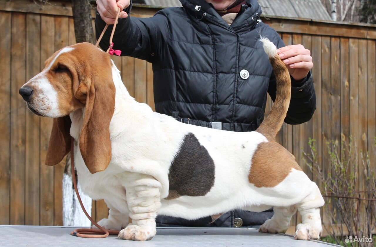 Продается трехцветный щенок бассет-хаунд