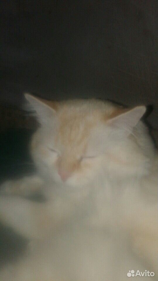 Кот голубоглазый блондин