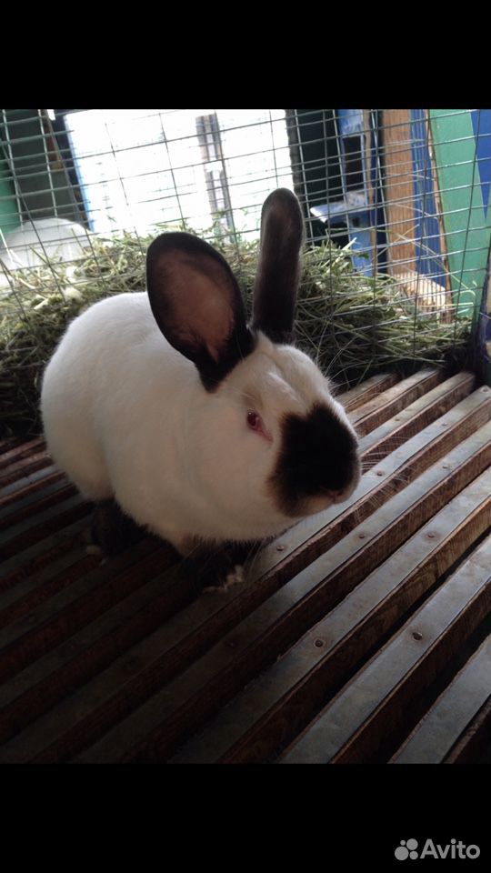 Крольчата Калифорния 2-3 месяца