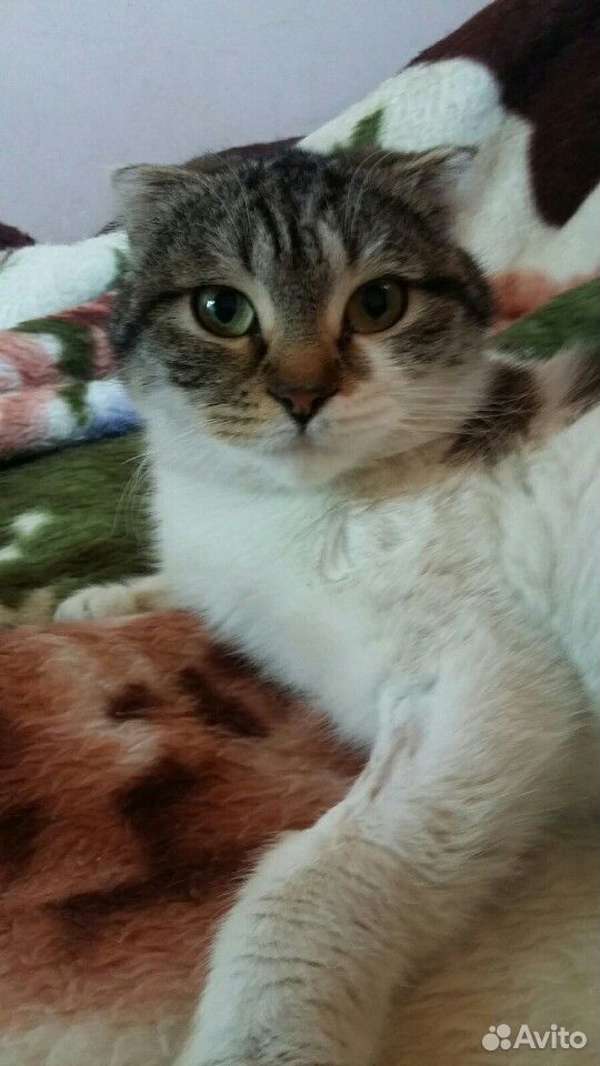 Метис шотландской вислоухой