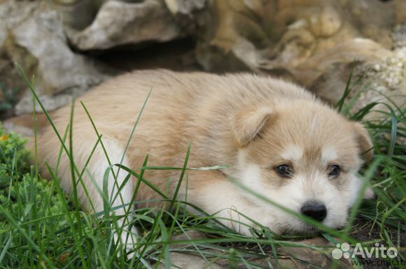 От лабрадора