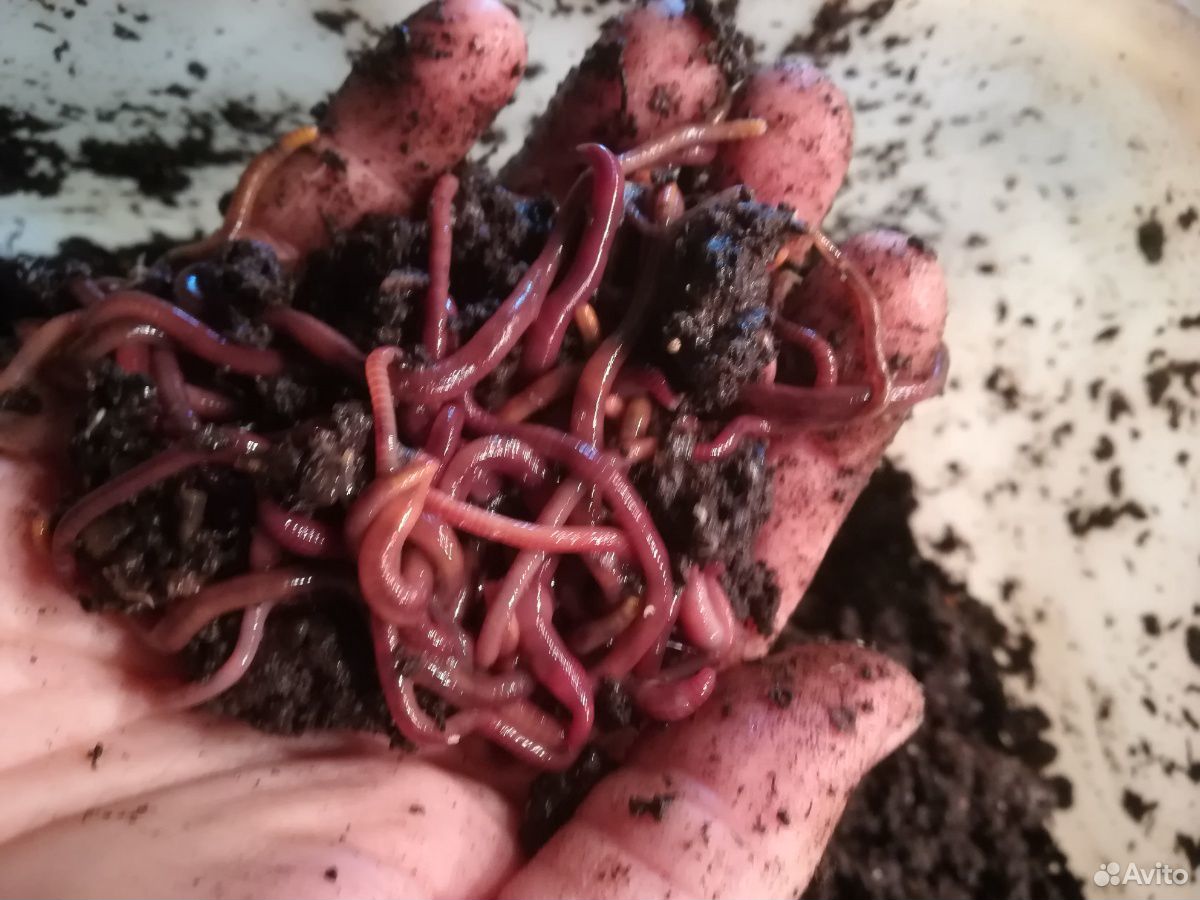 Червь Старатель (красный навозный червь)