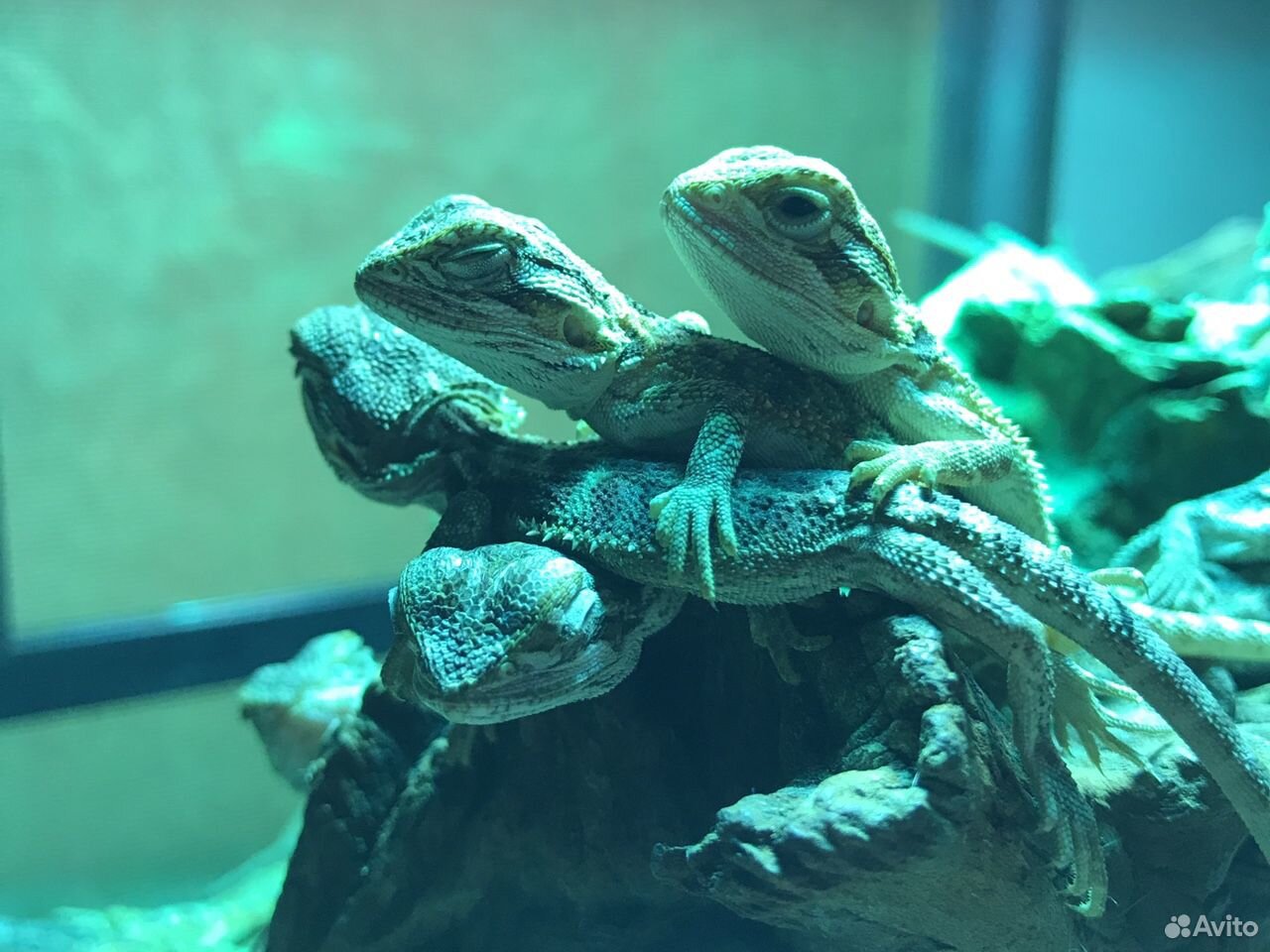 Бородатая агама