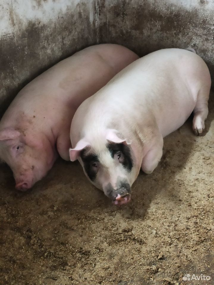 Продам свинину