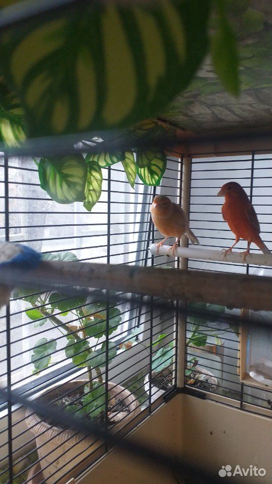 Продаю канарейки