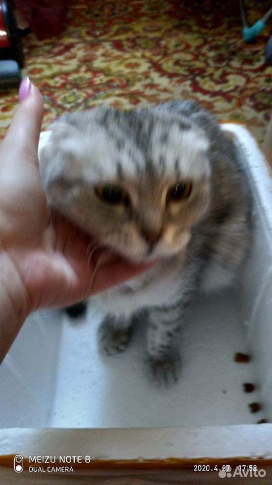 Отдам вислаухою молодую кошечку