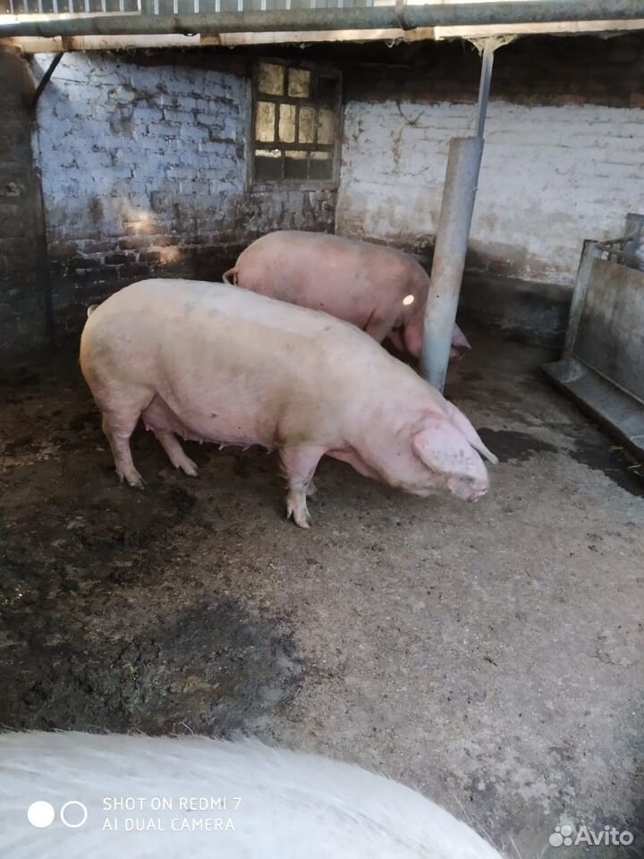 Продам свинку