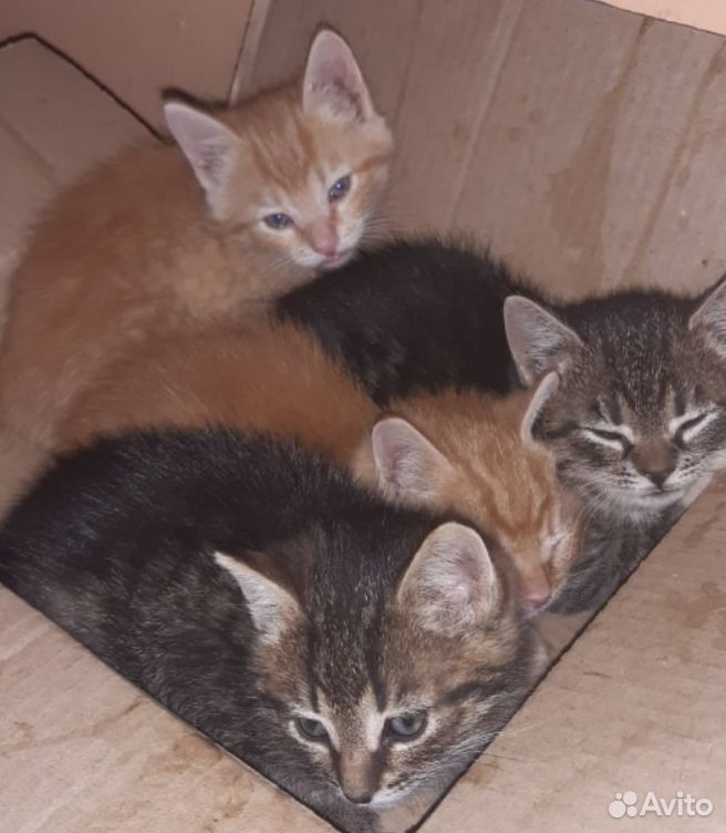 Горячие пирожки