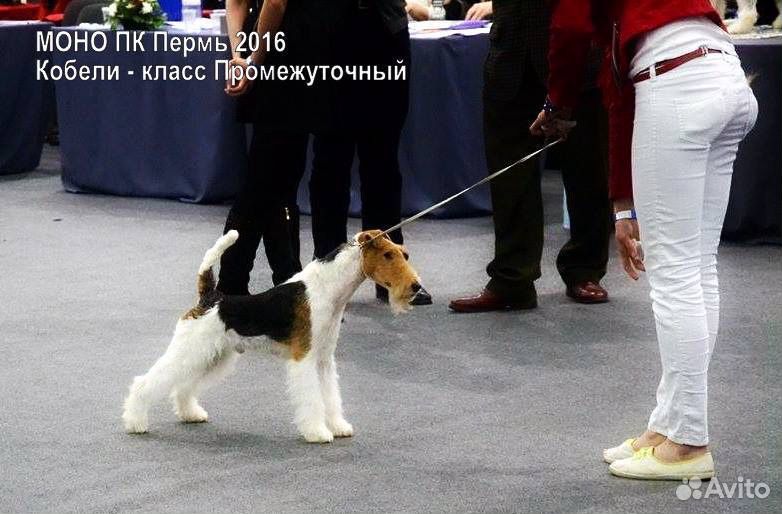 Щенки жесткошёрстного фокстерьера