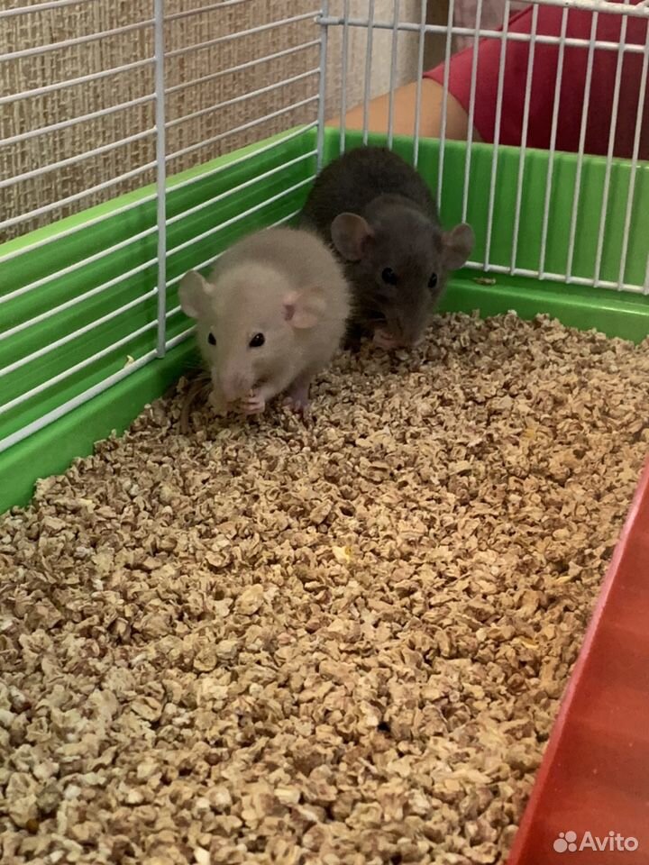 Крыски Дамбо