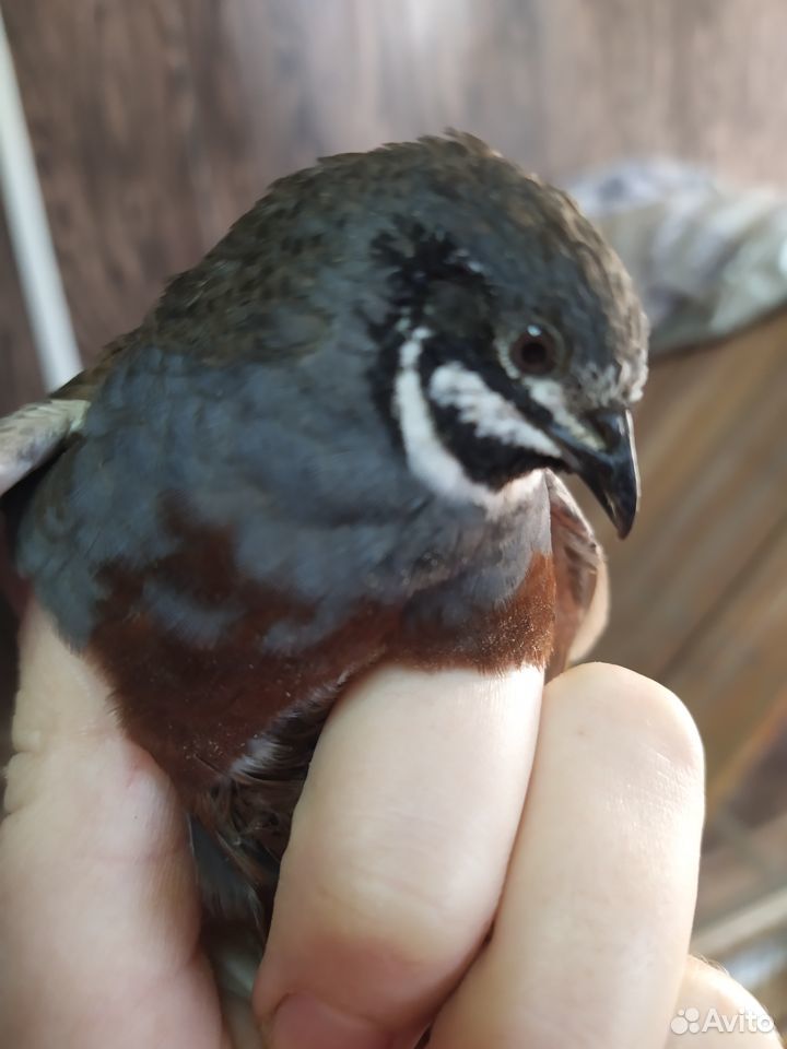 Продам китайского декоративного перепела