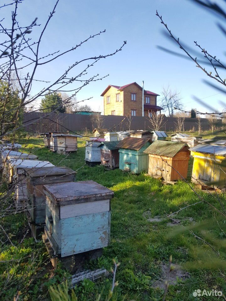 Пчелы, Домики, Семьи
