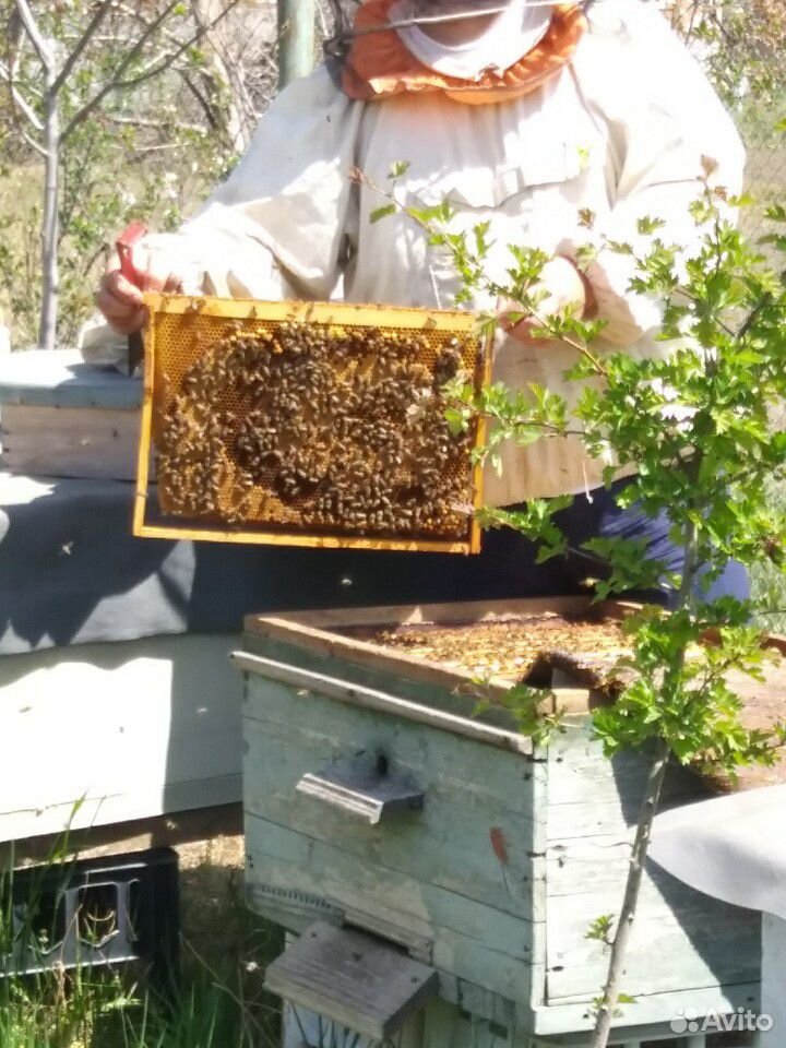 Пчело-пакет "Дадан"