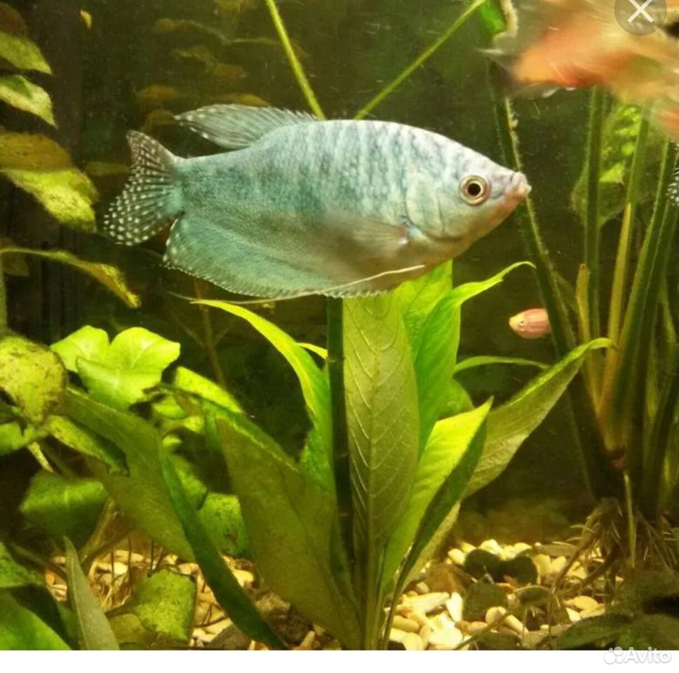 Отдам самца гурами мраморного