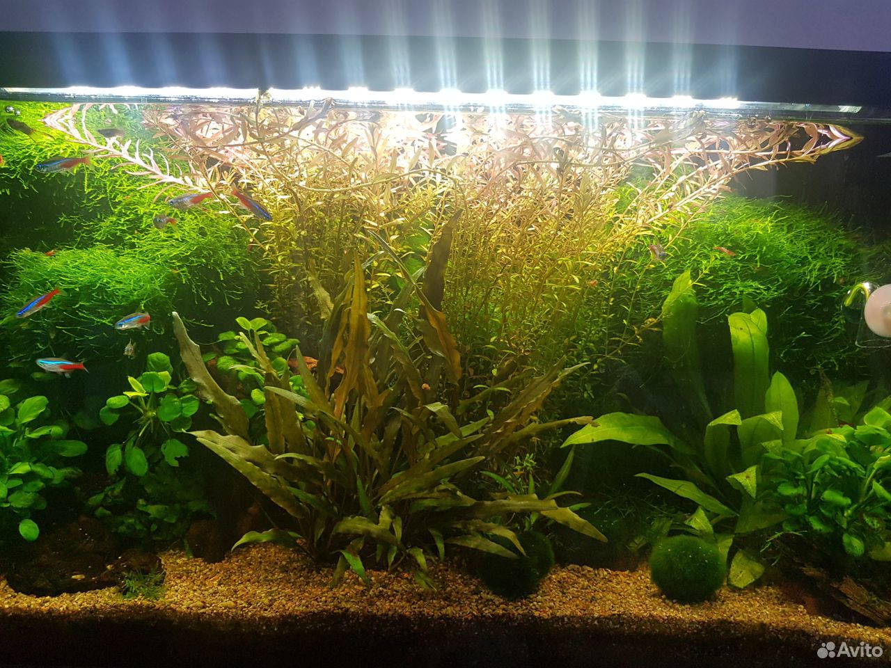 Ротала индика - куст