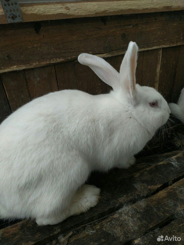 Кролики Великан