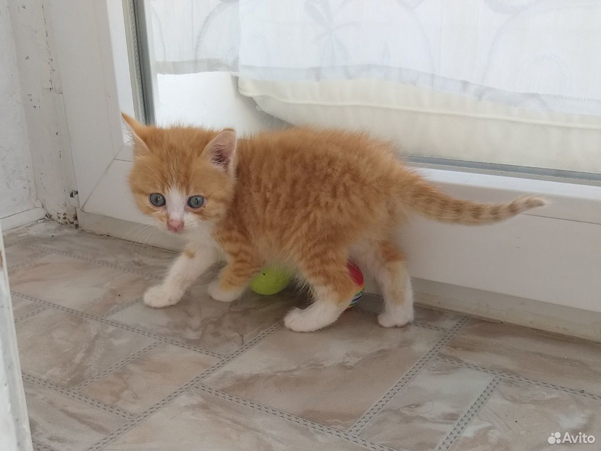 Золотой котик, возраст 1 месяц