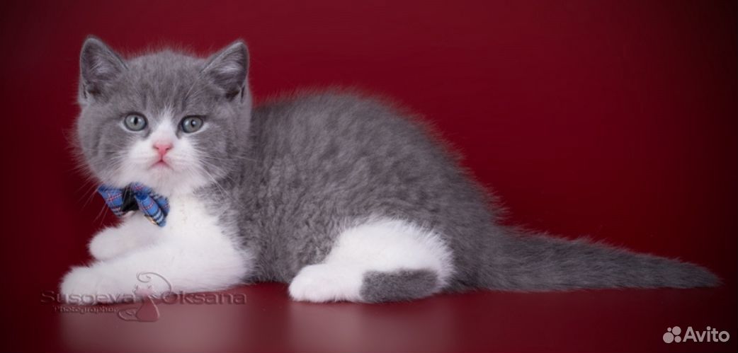 Котята Британской кошки (биколор) - Помесь