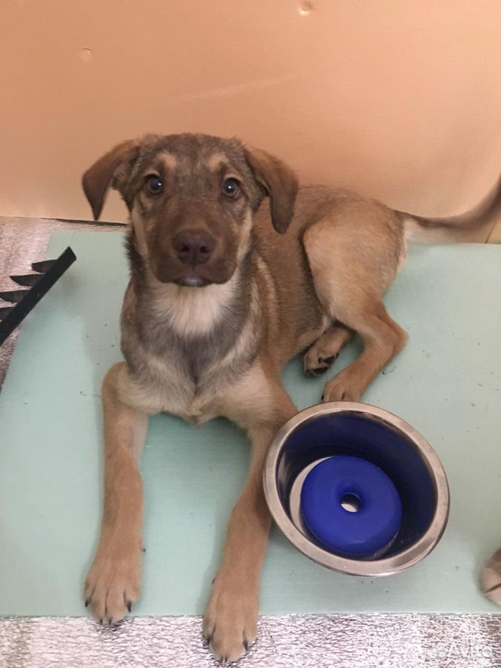 Ищет дом щенок не крупной Собачки Арни