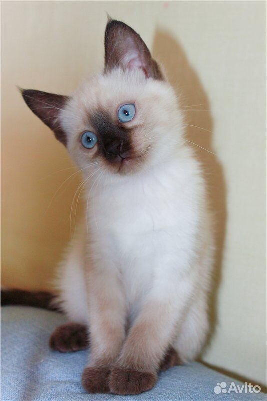 Роскошные породистые малыши