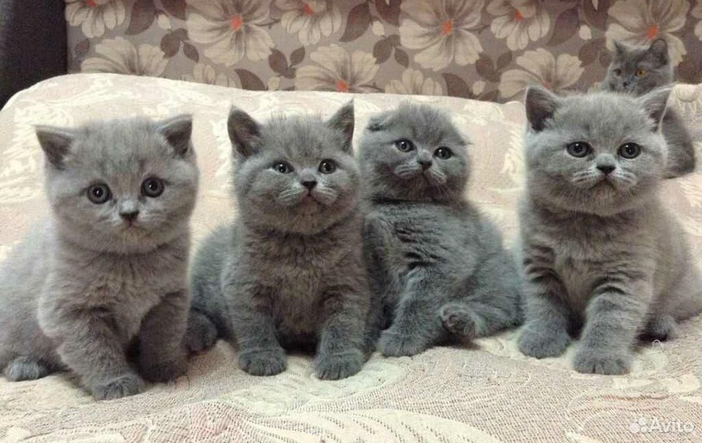Чистокровные шотладские котята