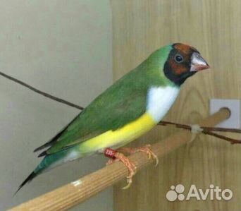 Амадины Гульда