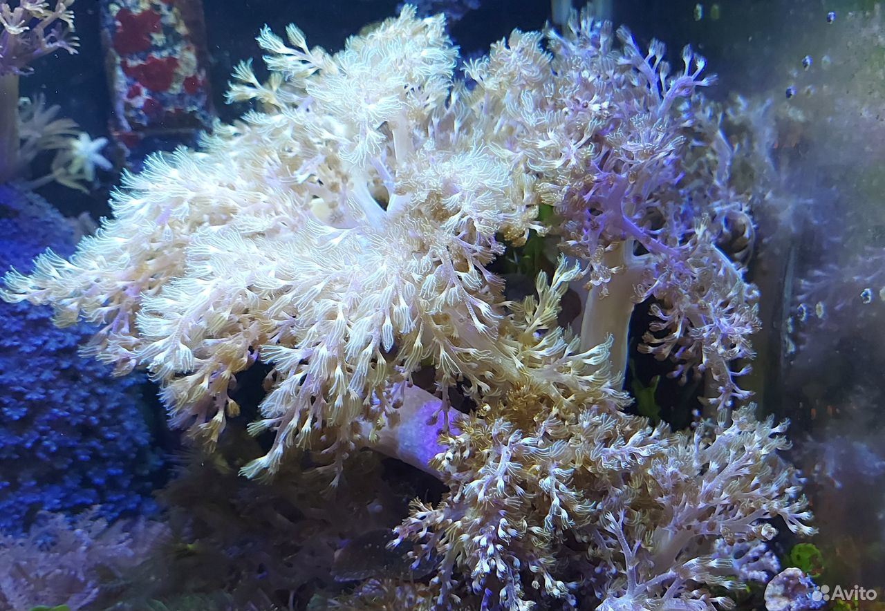 Кенийское Дерево