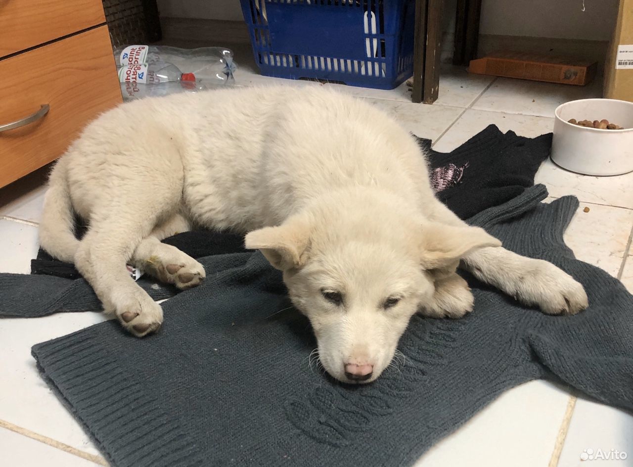 Щенок в добрые руки