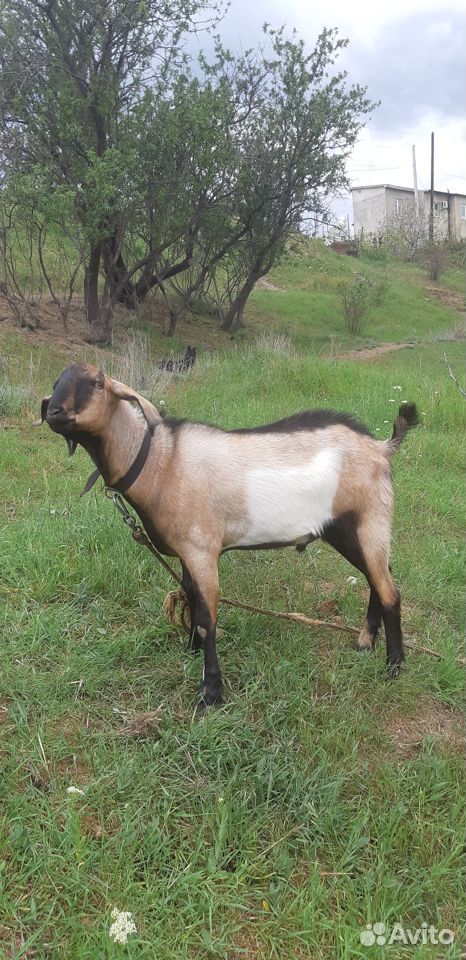 Козёл нубийский
