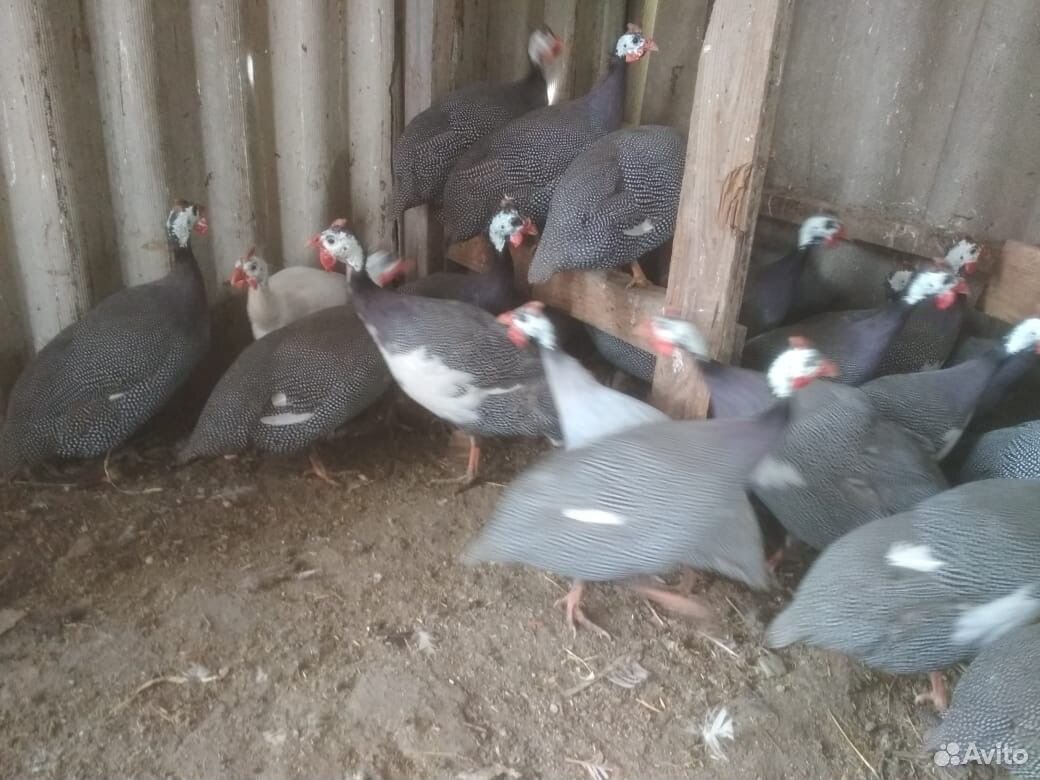 Яйца инкубационные Цесарки