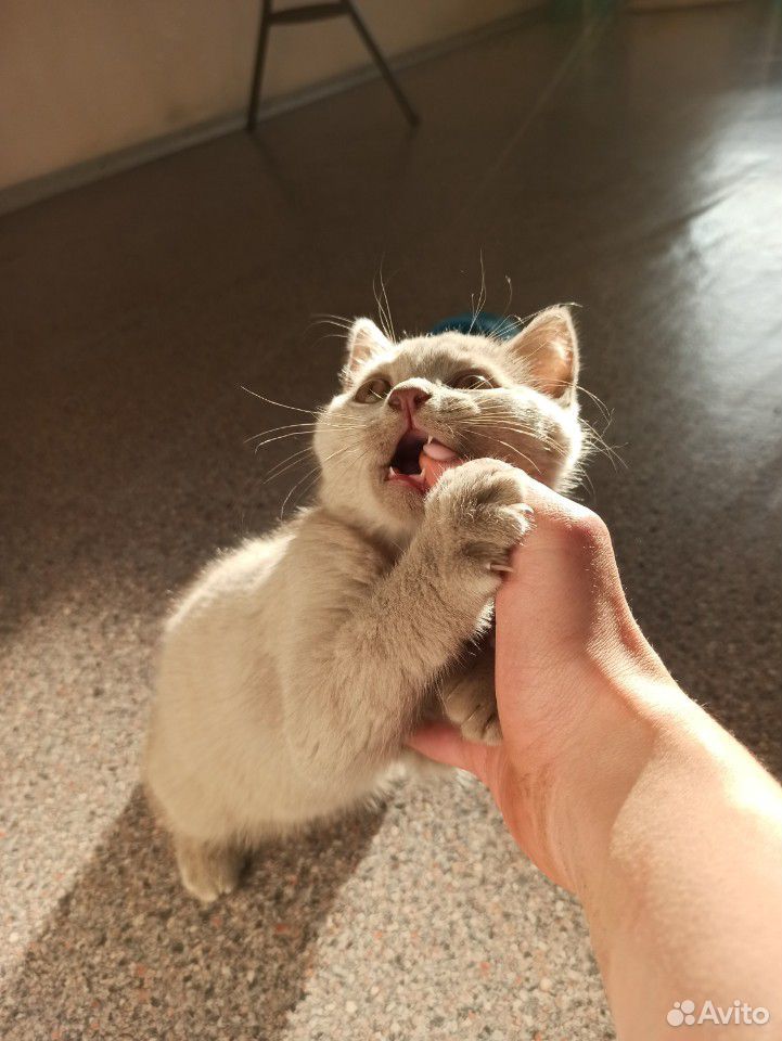 Британский котенок