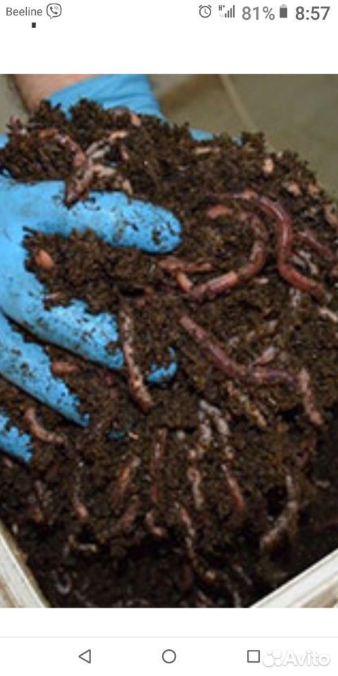 Дендробена