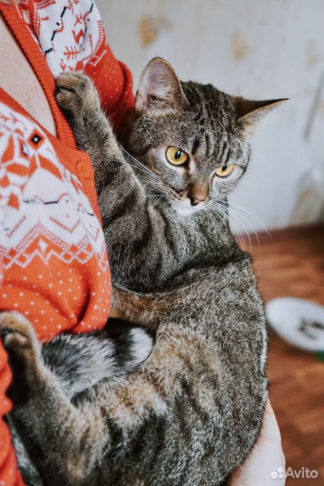 Котик-дворянин ждёт любящих хозяев